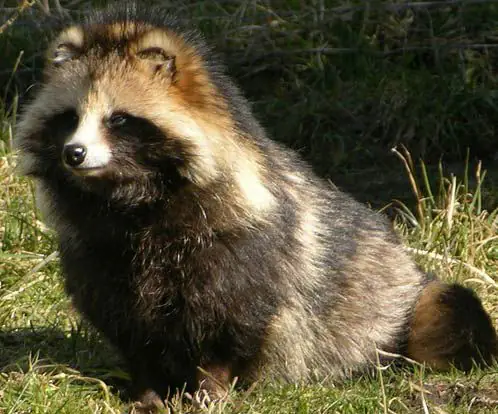 Animals That You Didn't Know Exist