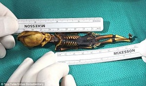 Skeleton Of 'Alien Looking' Tiny Creature with Nine Ribs Which Was ...