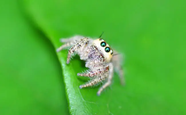 10 Facts about spiders that will not creep you out!