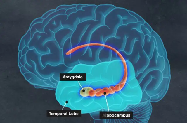 23 Facts about the Brain that everyone must know!