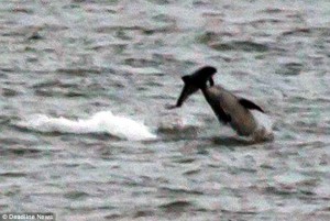11 Facts About Dolphins That Prove They Are Evil