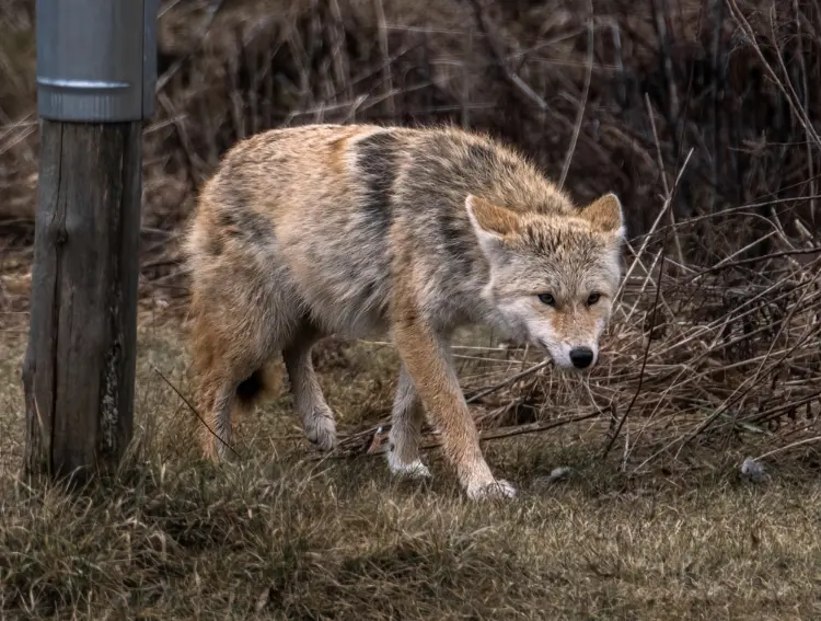 15 Bizarre Hybrid Animals That’ll Surprise You!