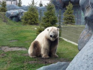 15 Bizarre Hybrid Animals That’ll Surprise You!