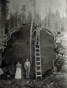 7. Giant redwood tree cut down - Unbelievable Facts