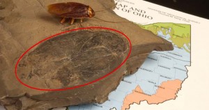 Largest Cockroach Fossil Measuring 3.5 inches Has Been Found in Ohio