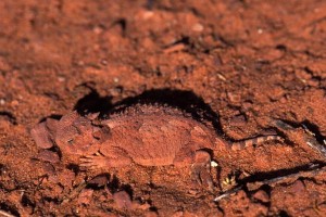 Horned Lizard Squirts Blood Out of Its Eyes as A Defence
