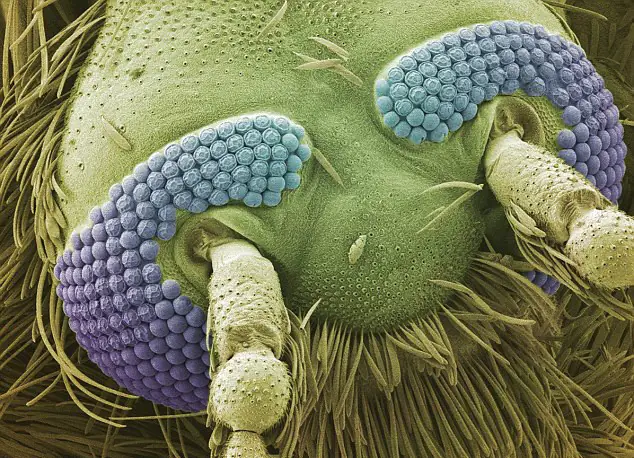20 Things That Look Absolutely Bizarre Under a Microscope