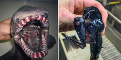 10 Strange Yet Fascinating Sea Creatures You Probably Never Seen