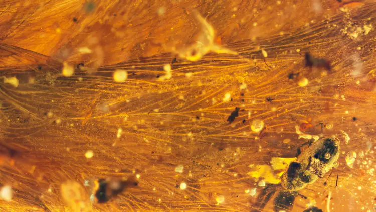 Beautiful Feathered Dinosaur's Tail Found Preserved in Amber