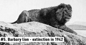 10 Extinct Animals Whose Photograph And Footage Exists