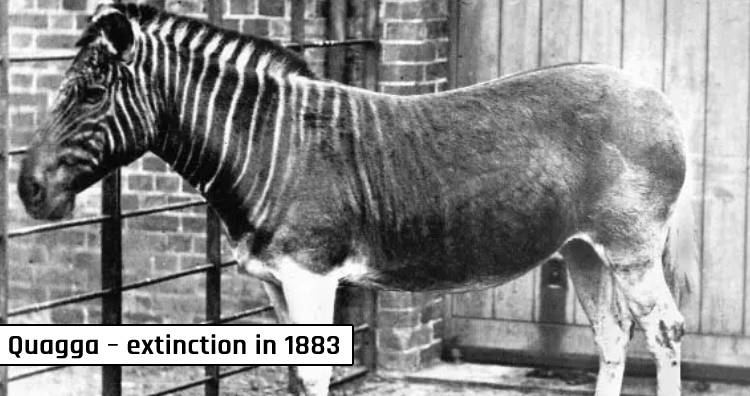 10 Extinct Animals Whose Photograph And Footage Exists