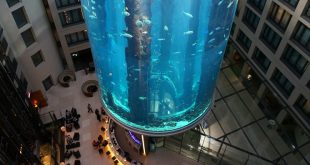 How Tibbles the Cat Killed a Rare Species of Birds to Extinction