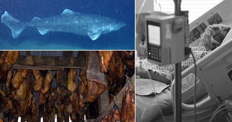 15 Incredible Facts About Sharks