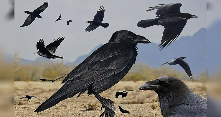10 Interesting Facts About Ravens - Unbelievable Facts