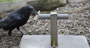 10 Interesting Facts About Ravens - Unbelievable Facts