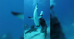 15 Incredible Facts About Sharks
