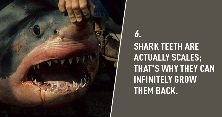 15 Incredible Facts About Sharks