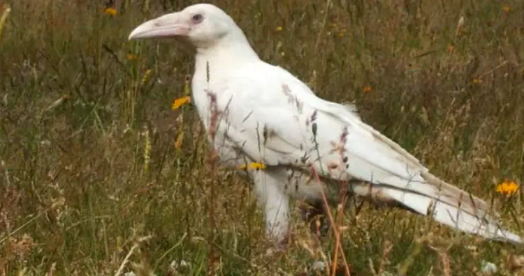 10 Interesting Facts About Ravens - Unbelievable Facts