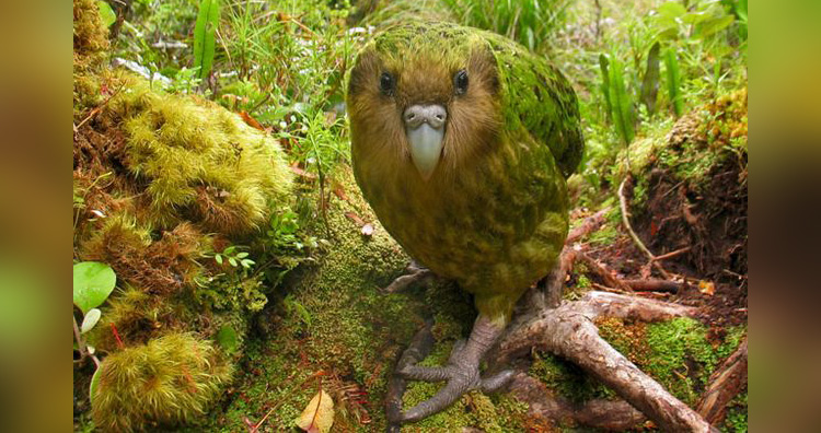 Kakapo, The World's Largest Flightless Nocturnal Parrot