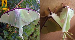 10 Bizarre Animal Mating Habits