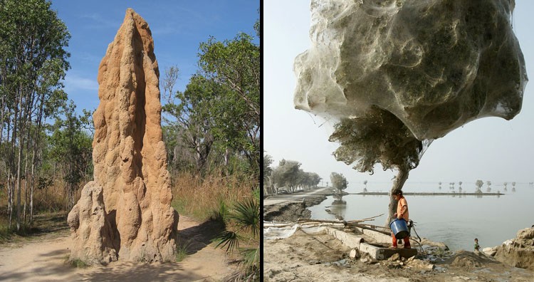 10 Fascinating Things That Are Actually Created By Animals