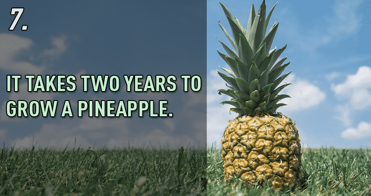 10 Random Fun Facts to Kill Your Boredom - Part 5