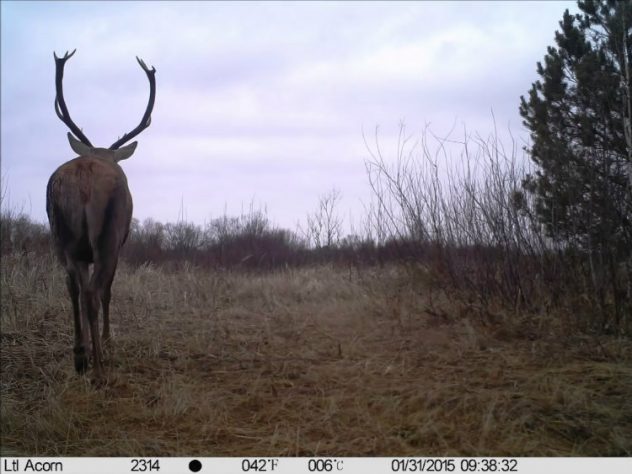 The Flourishing Wildlife of Chernobyl Despite High Levels of Radiation