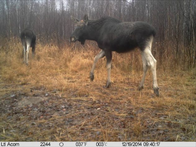 The Flourishing Wildlife of Chernobyl Despite High Levels of Radiation