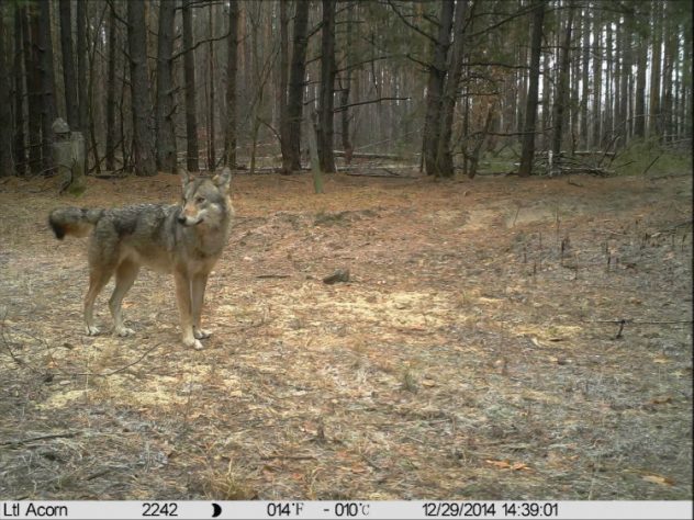 The Flourishing Wildlife of Chernobyl Despite High Levels of Radiation
