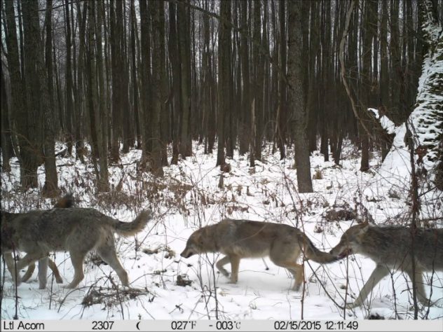 The Flourishing Wildlife of Chernobyl Despite High Levels of Radiation