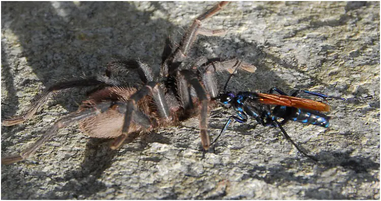 Tarantula Hawk, the Spider Wasp with the Most Painful Sting