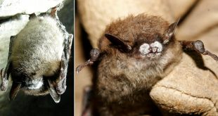 10 Bat Facts that are Bizarre but Interesting at the Same Time