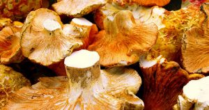 11 Unusual Things that are Actually Edible