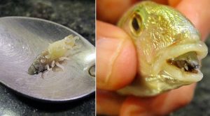 10 Bizarre Parasites and Their Petrifying Ways of Taking Over Their Hosts