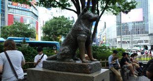 The Tale Unbound Loyalty- Hachikō, a Dog Who Waited for 9 Years for His ...