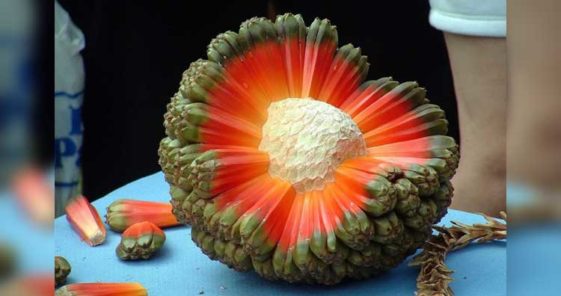 12 Unknown Fruits and Vegetables You've Probably Never Heard of