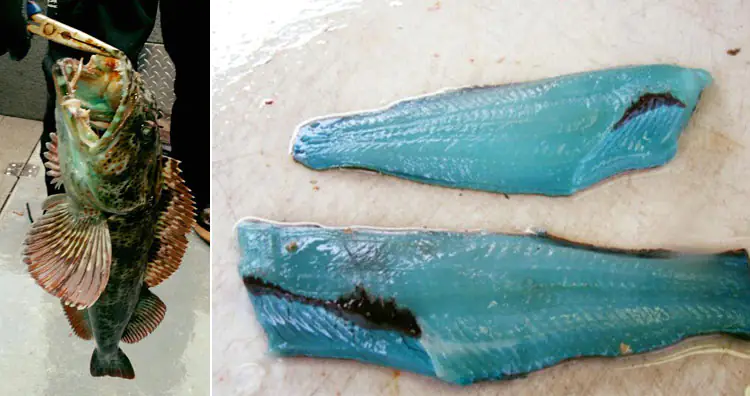 Top 12 Things Most People Have Never Seen Or Heard About!