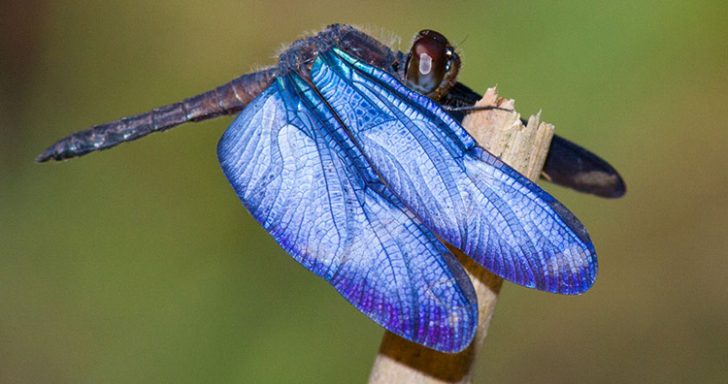 10 Amazing Facts about Insects