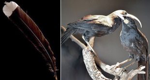 10 Most Expensive Things Around The World You Probably Never heard of