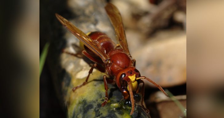 10 Amazing Facts about Insects