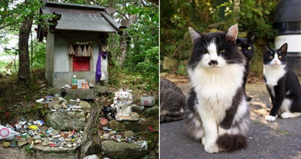 10 Unique Islands that Are Ruled by Animals