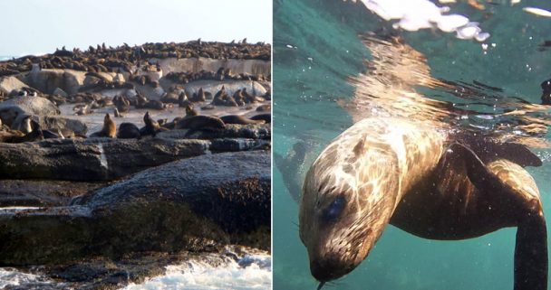 10 Unique Islands that Are Ruled by Animals