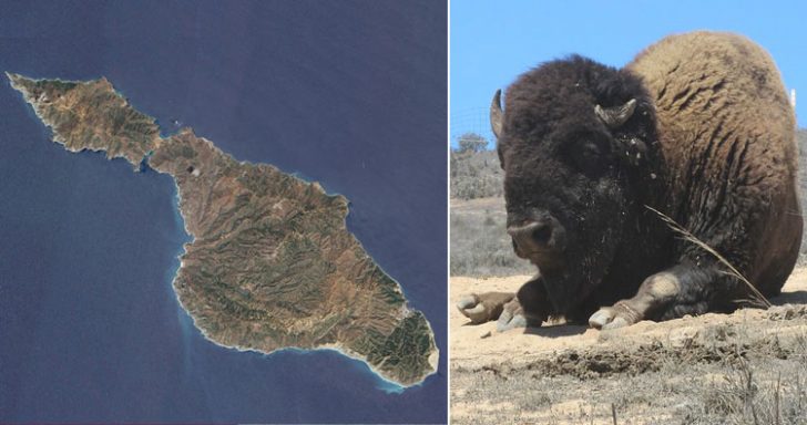 10 Unique Islands that Are Ruled by Animals