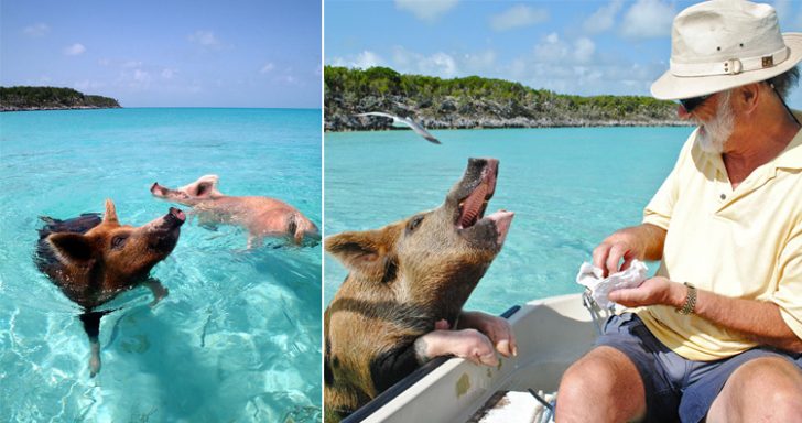 10 Unique Islands that Are Ruled by Animals