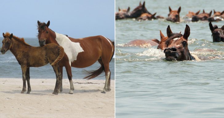 10 Unique Islands that Are Ruled by Animals