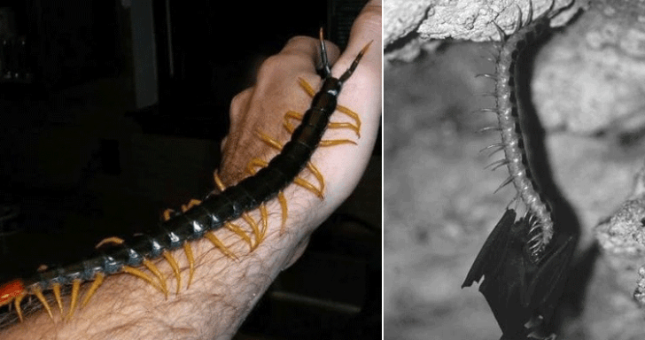 Scolopendra Gigantea, The Centipede That Catches Bats In Mid-Flight