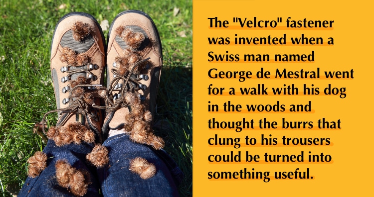 10 Interesting Innovations Inspired by Nature