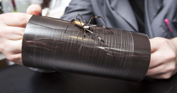 Spider-Goat, The Goat Which Produces Spider Silk Used To Make Bullet ...