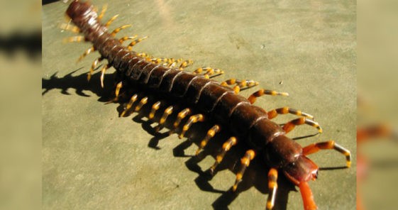 Scolopendra Gigantea, The Centipede That Catches Bats In Mid-Flight