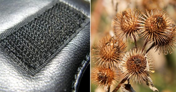 10 Interesting Innovations Inspired by Nature